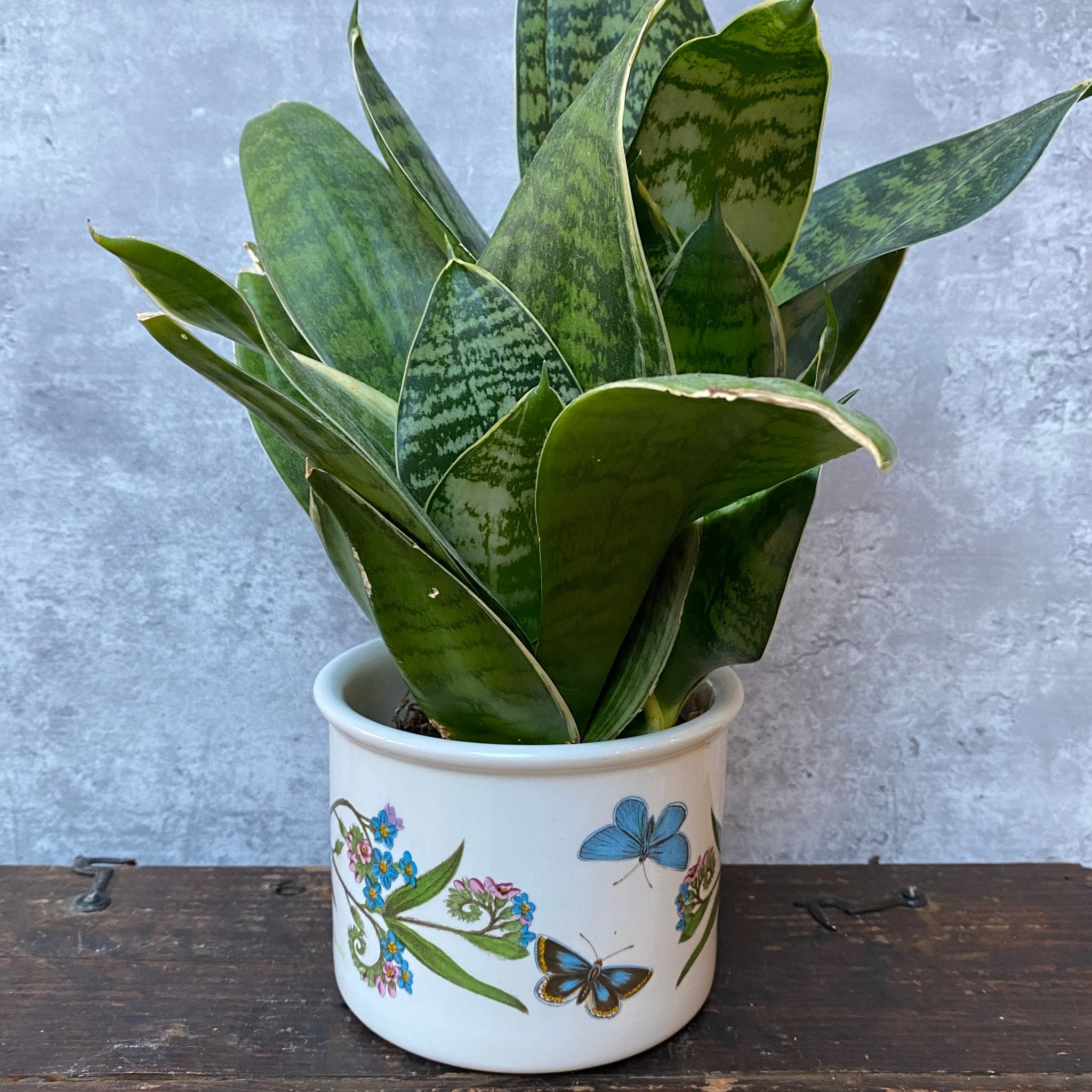 Butterfly Ceramic Planters Christia Butterfly Plant Purple (0.2m)